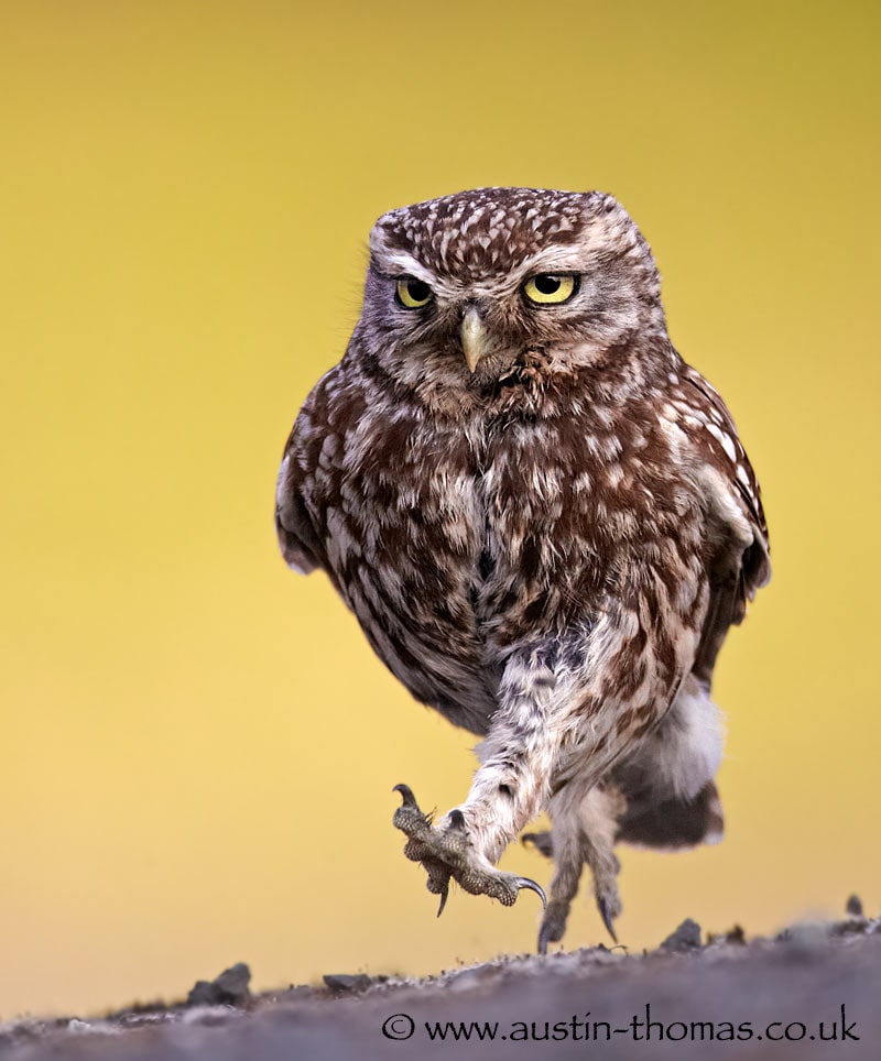 Best Wild Nature Photos of The Year 2013 | FREEYORK