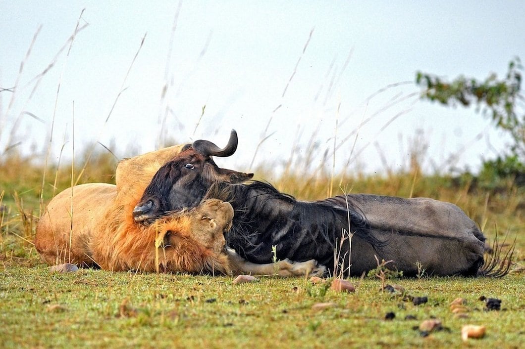 Dramatic Photos Of Lion Hunt A Wildebeest | FREEYORK