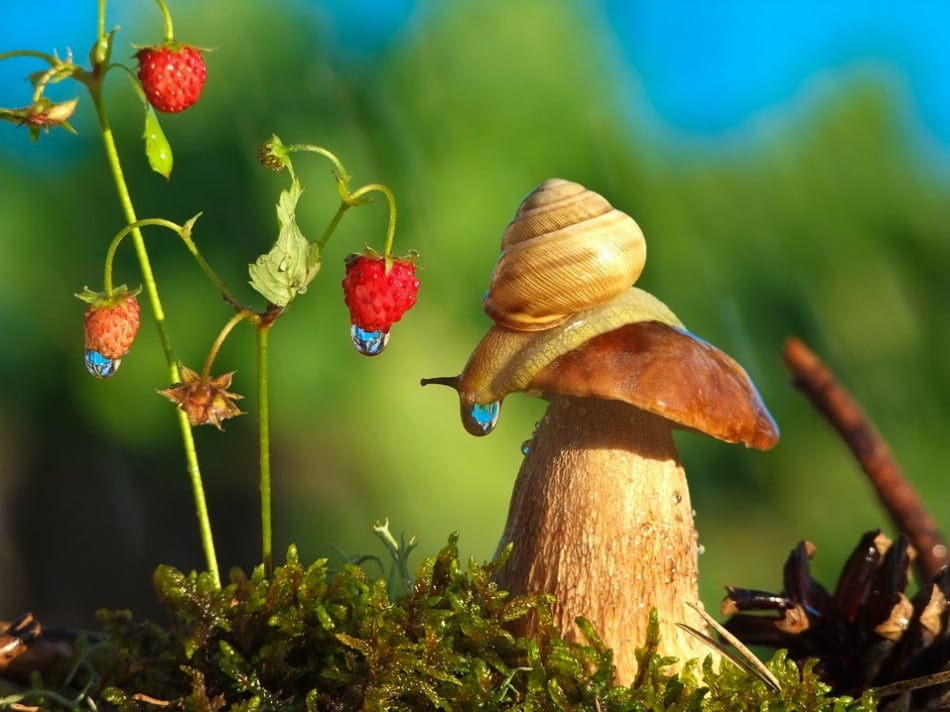 20 Amazing Photos That Prove Snails Live In A Magical World | FREEYORK