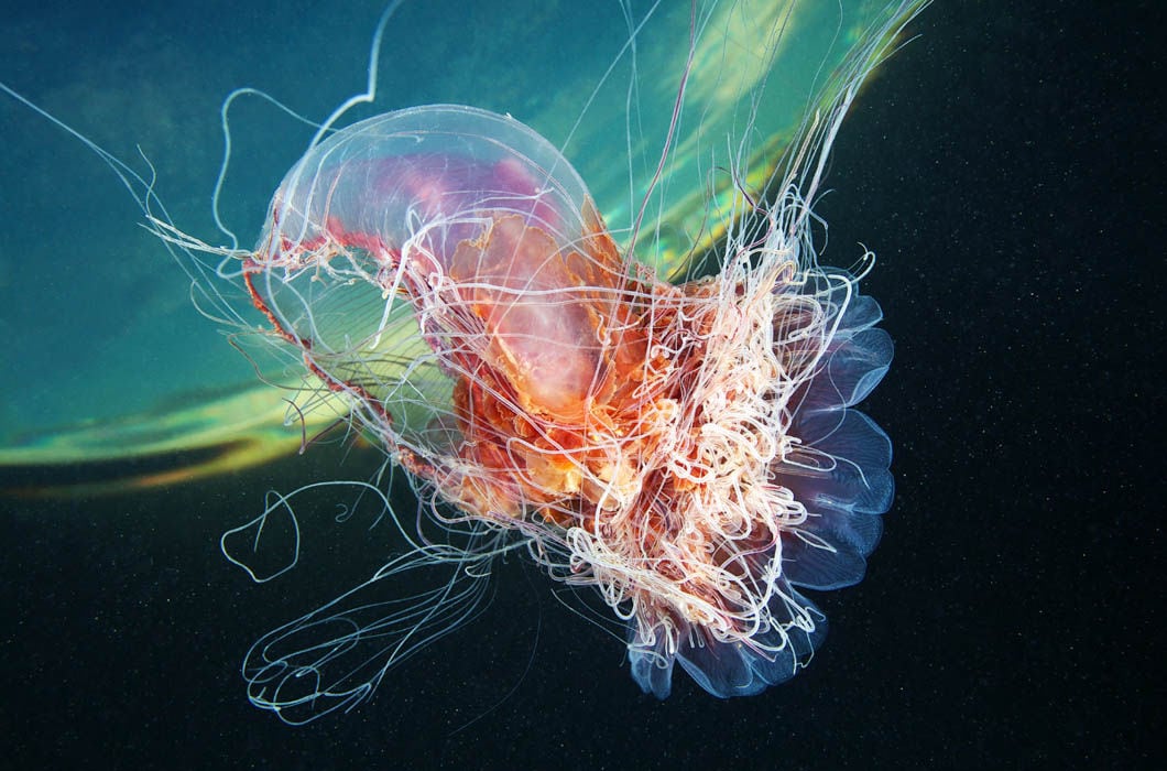 Astounding Photographs of Jellyfish by Alexander Semenov | FREEYORK Astounding Photographs of Jellyfish by Alexander Semenov | FREEYORK