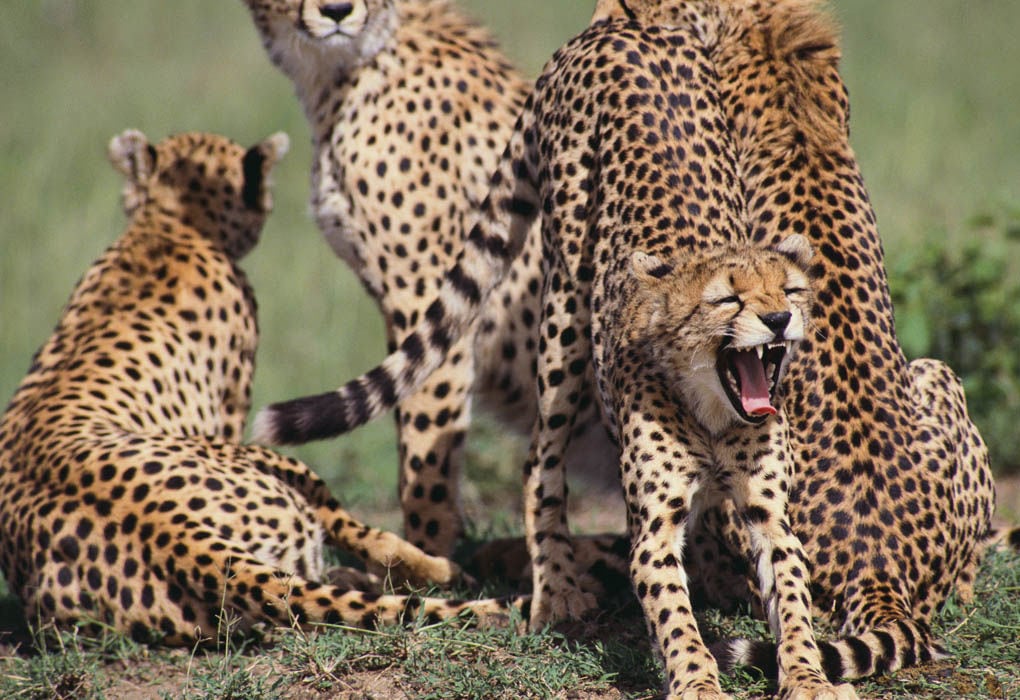 20 Adorable Animals That Have Mastered the Art of Stretching | FREEYORK