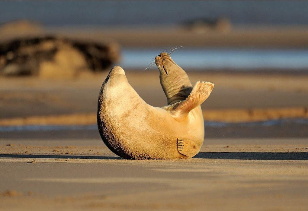 20 Adorable Animals That Have Mastered the Art of Stretching | FREEYORK