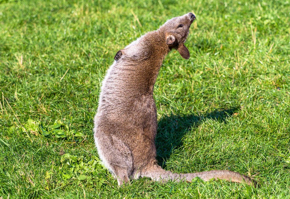 20 Adorable Animals That Have Mastered the Art of Stretching | FREEYORK