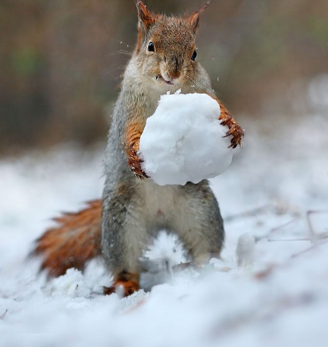Photographer Vadim Trunov Captures a Cute Squirrel Photo-Shoot - FREEYORK
