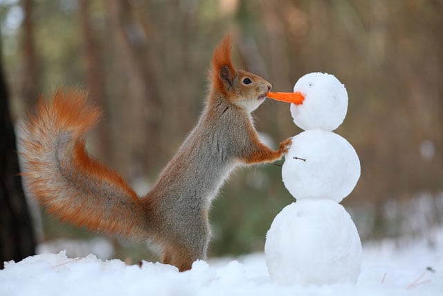 Photographer Vadim Trunov Captures a Cute Squirrel Photo-Shoot - FREEYORK