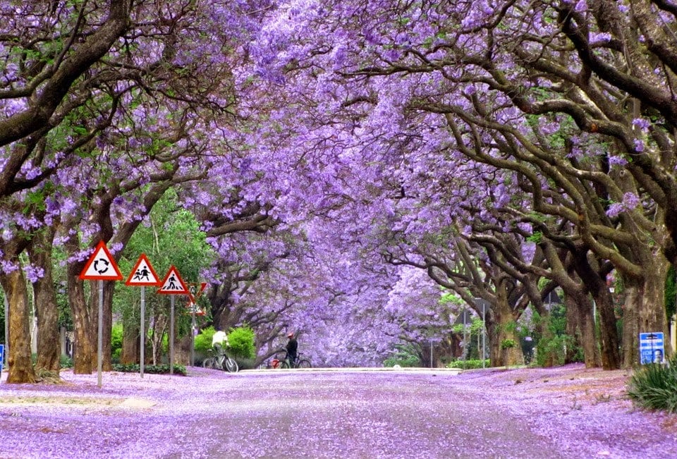 13 Most Beautiful and Famous Trees on Earth | FREEYORK
