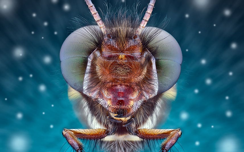 Extreme Macro Close-Ups Of Insect Faces by Yudy Sauw |FREEYORK