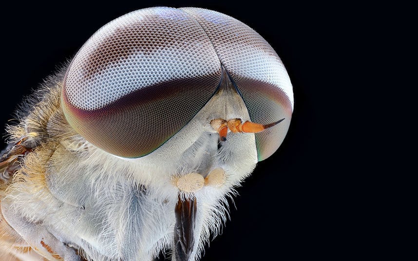 Extreme Macro Close-Ups Of Insect Faces by Yudy Sauw | FREEYORK