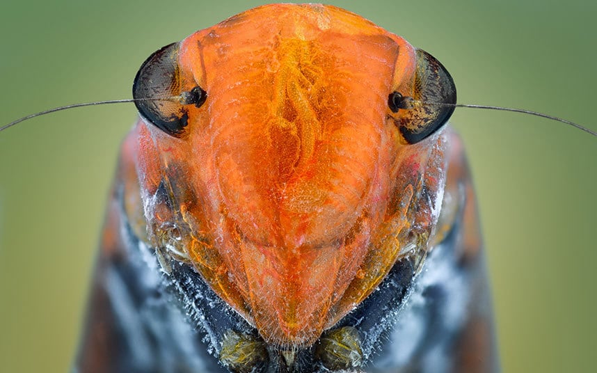 Extreme Macro Close-Ups Of Insect Faces by Yudy Sauw | FREEYORK
