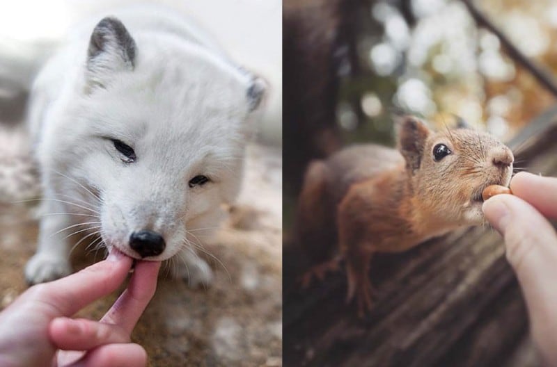 A Finnish 'Wildlife Whisperer' Captures Stunning Photos Of Animals ...