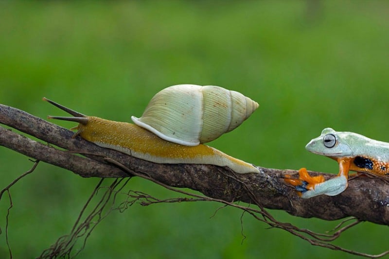 Laid back Frog Takes A Ride On The Back Of A Snail From Indonesia ...