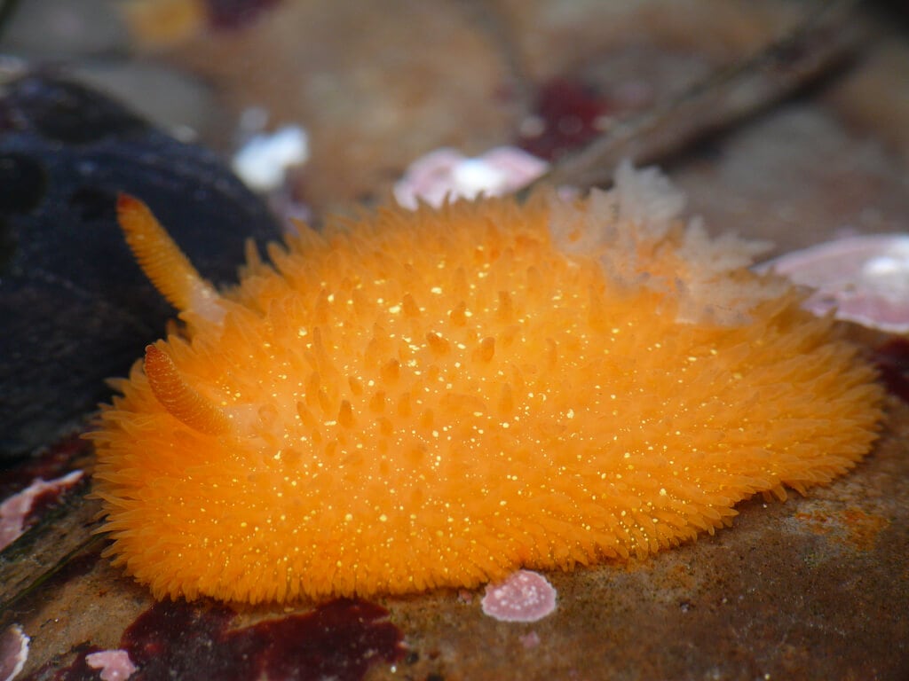 Sea Bunny: The Cutest Slug You Have Ever Seen | FREEYORK