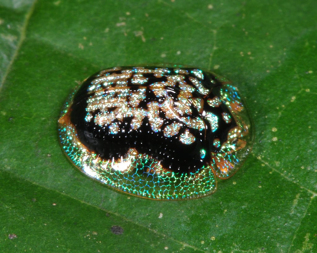 Meet: The Tortoise Beetles! | FREEYORK