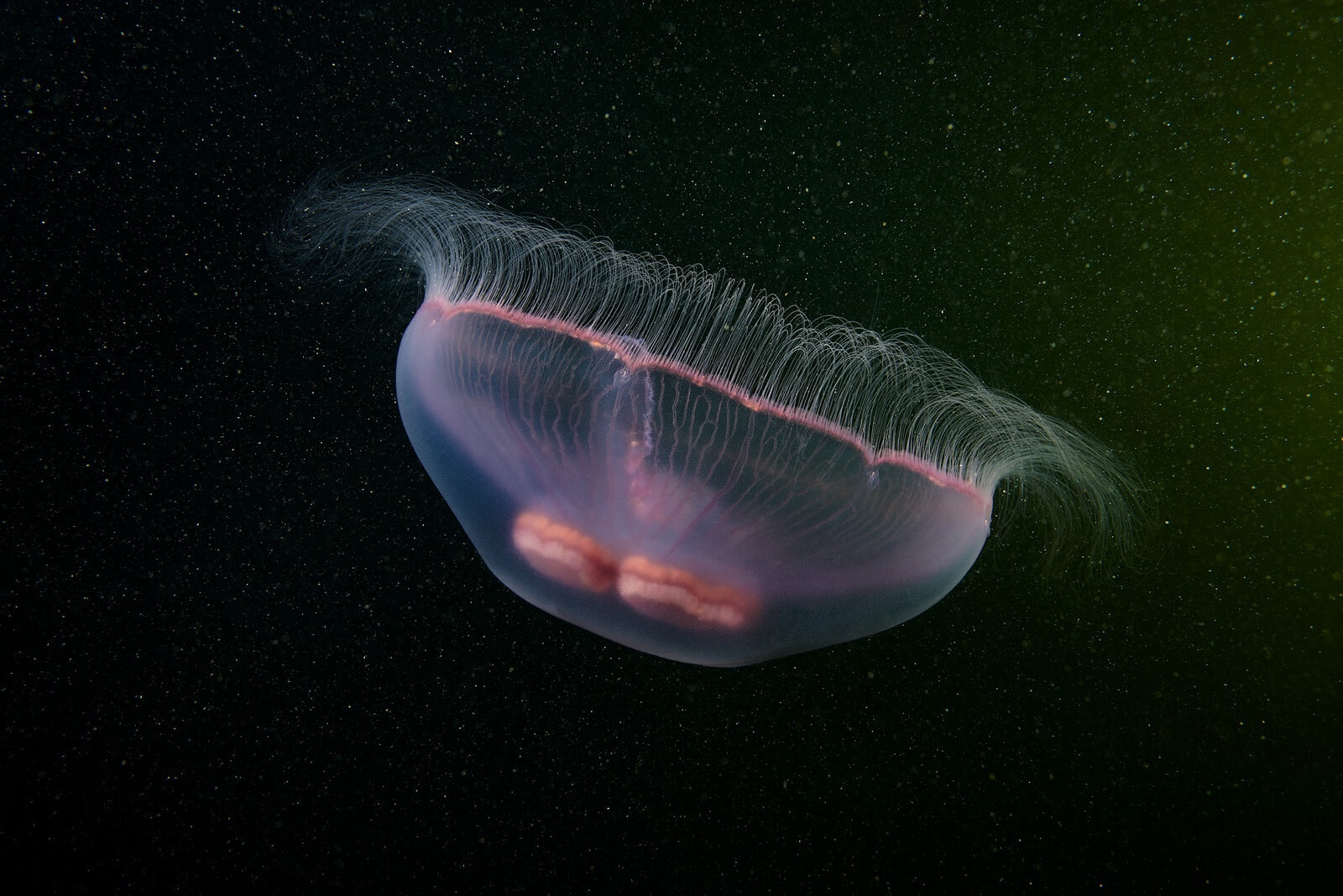 Rare Exotic Sea Animals