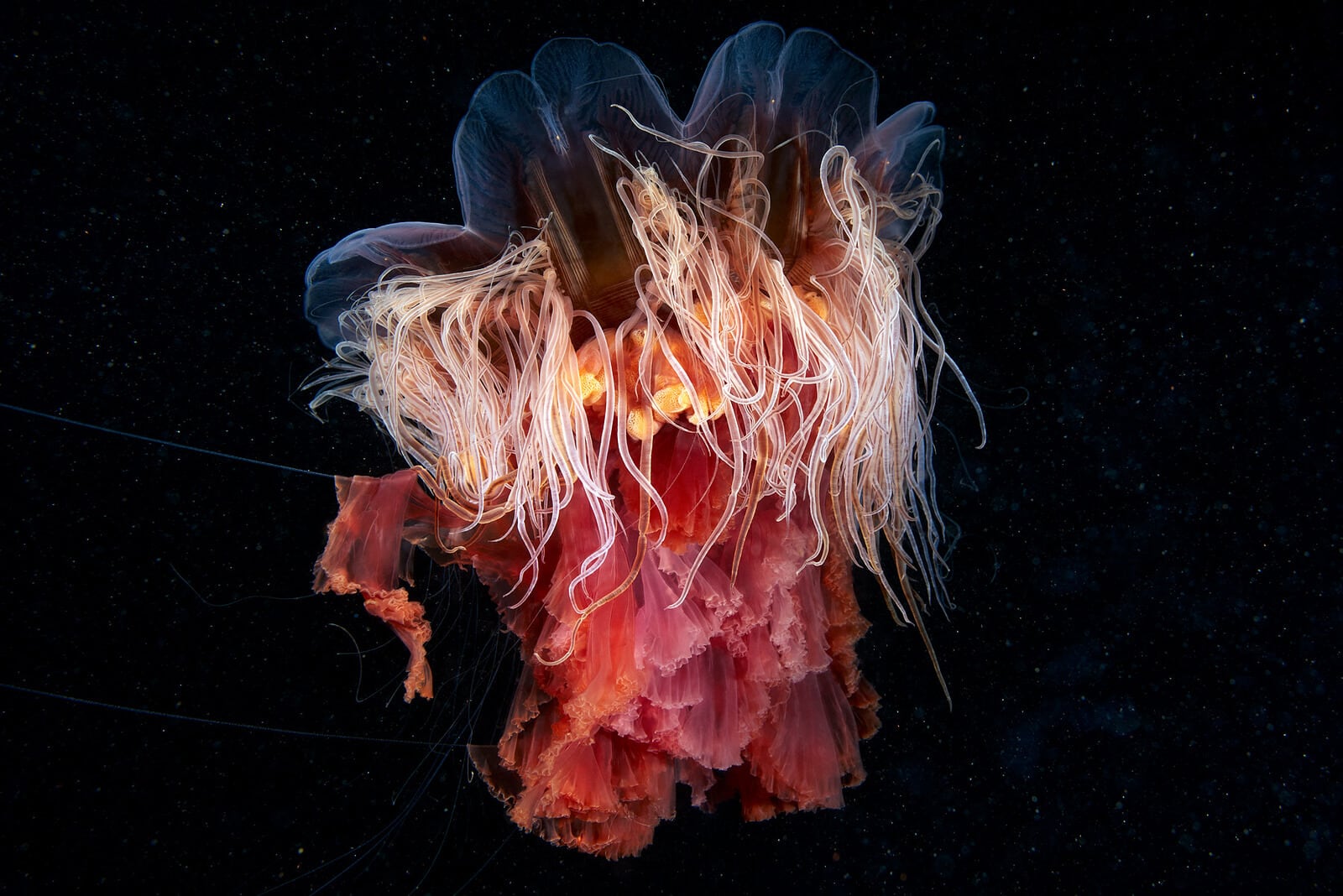 Marine Photographer Documents the Earth’s Most Unusual Wildlife | FREEYORK