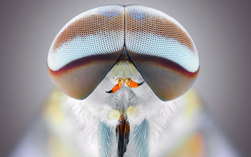 Extreme Macro Close-Ups Of Insect Faces by Yudy Sauw | FREEYORK