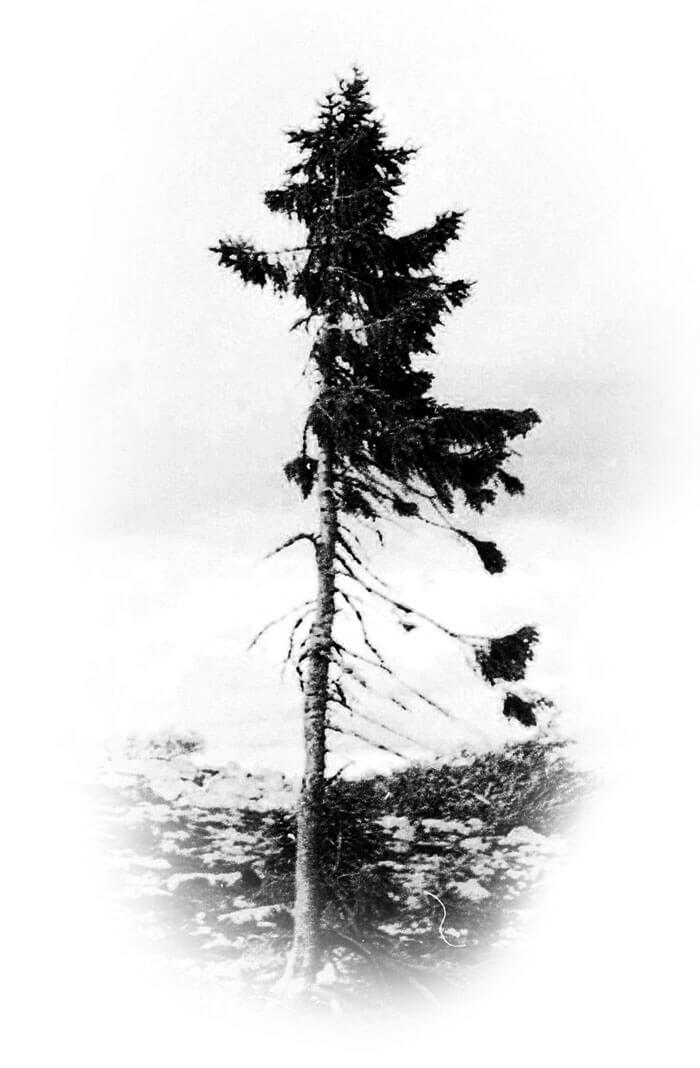 9,550-Year-Old Tree Was Found in Sweden is the World's Oldest Tree ...