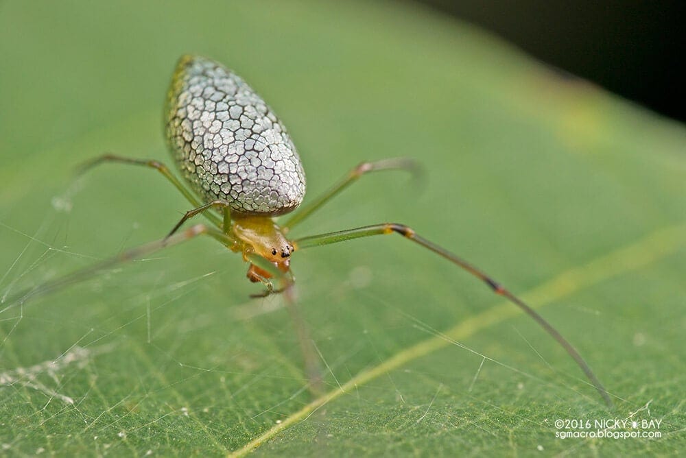 Reflective Camouflage: These Mirror Spiders Look Like Jewelry Made Of ...