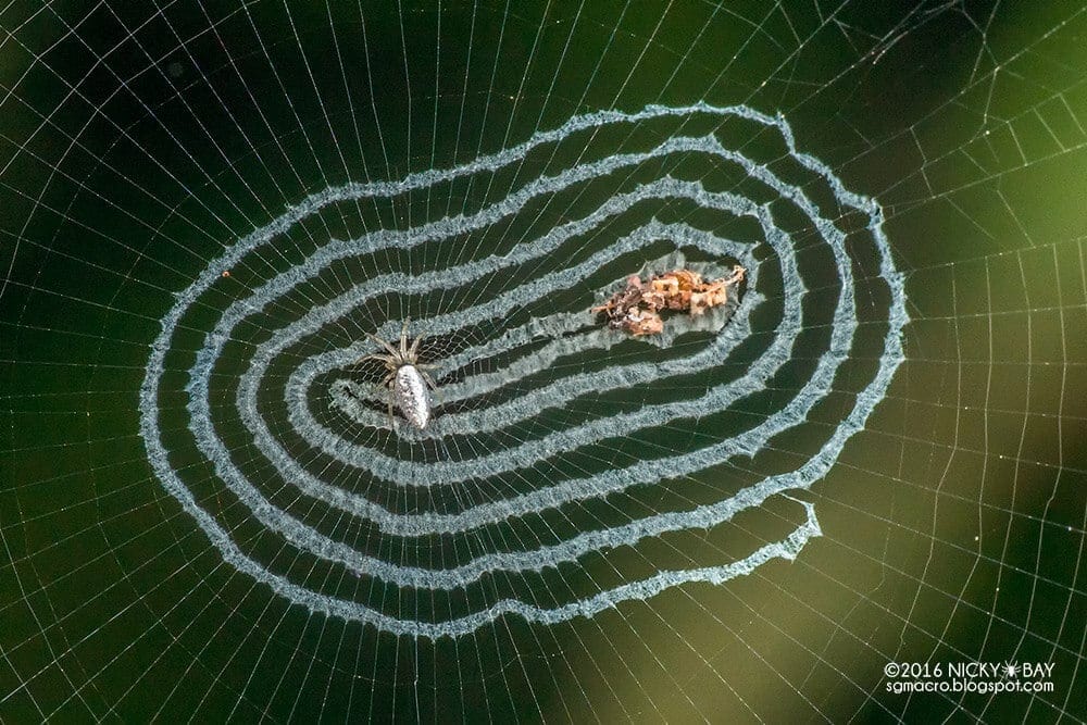 Reflective Camouflage: These Mirror Spiders Look Like Jewelry Made Of ...