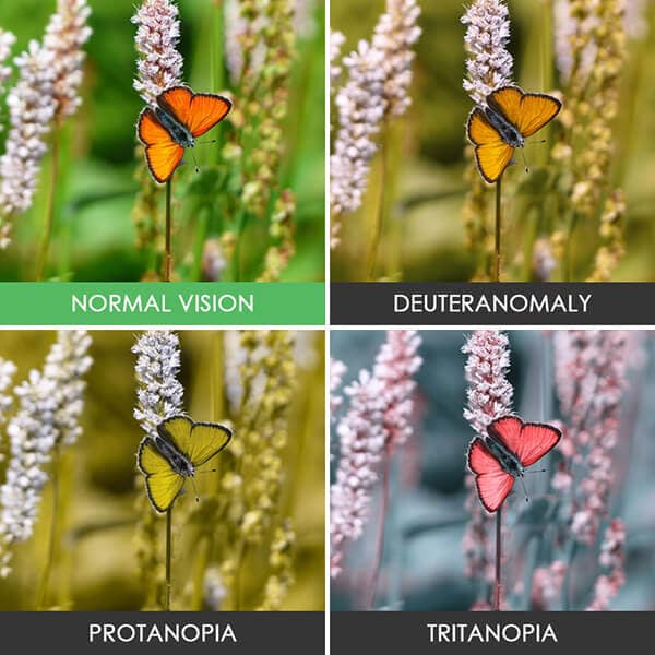 These Photos Show What It Looks Like To Be Colorblind | FREEYORK