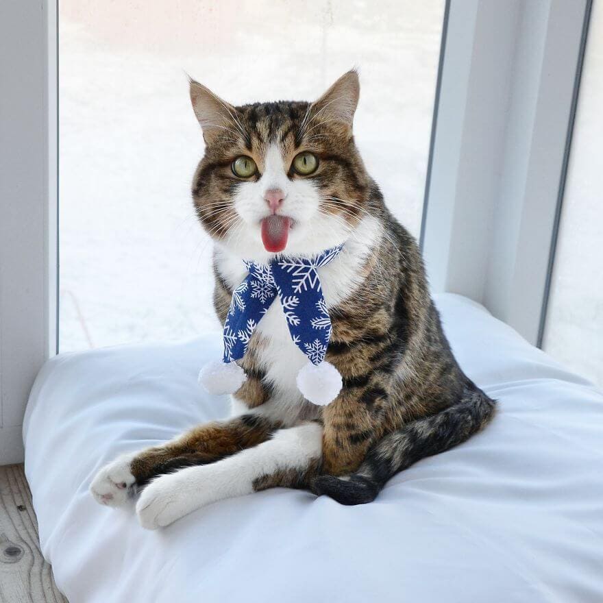 Meet Rexie Cute Cat That Sticks His Tongue Out | FREEYORK