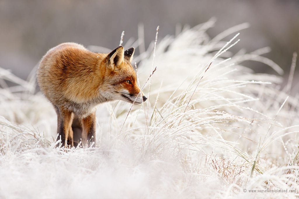 The Beauty of Wild Red Foxes Photographed In The Winter Snow | FREEYORK