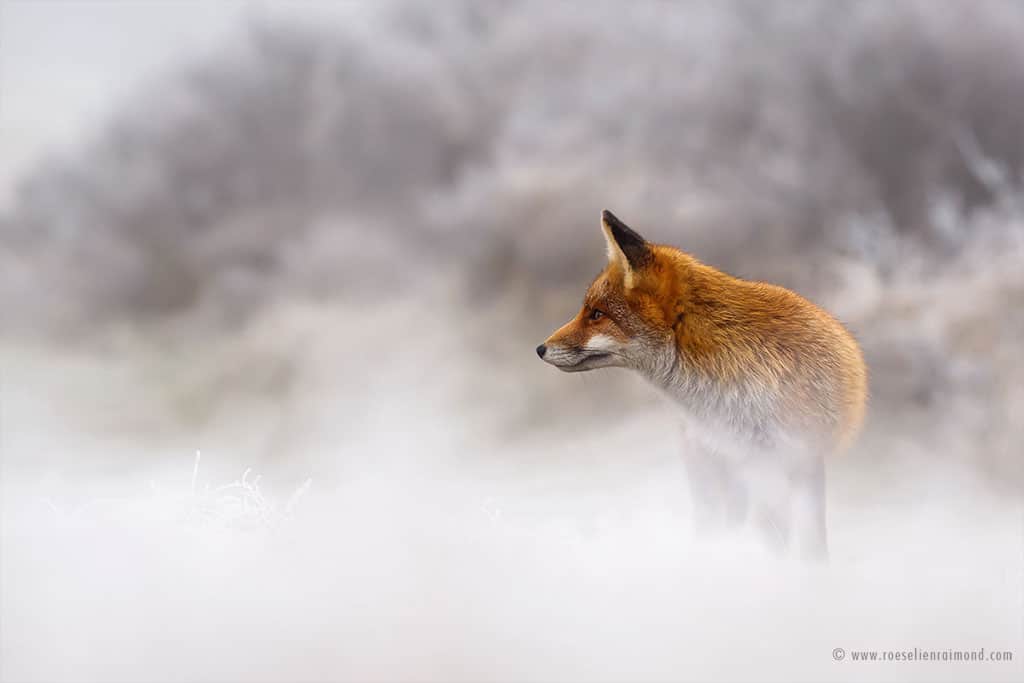 The Beauty of Wild Red Foxes Photographed In The Winter Snow | FREEYORK