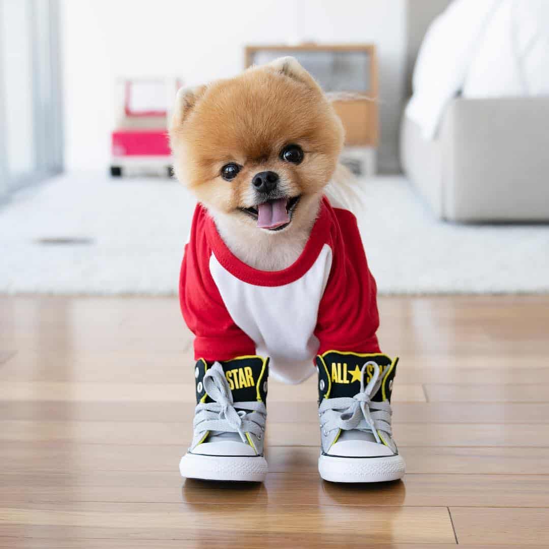 The 10 Most Popular Dog Accounts On Instagram In 2018 FREEYORK
